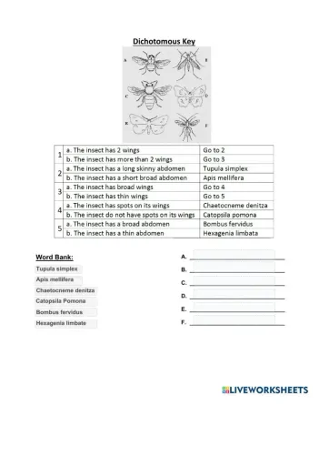 Dichotomous Key Examples 7th Grade Dichotomous Key Maker | Dichotomous