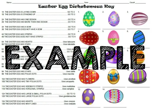 DemoEasterEggDichotomousKey3667284 yeah Interactive Worksheet – Edform