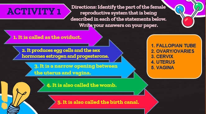 Female Reproductive System Activity 1 Interactive Worksheet – Edform