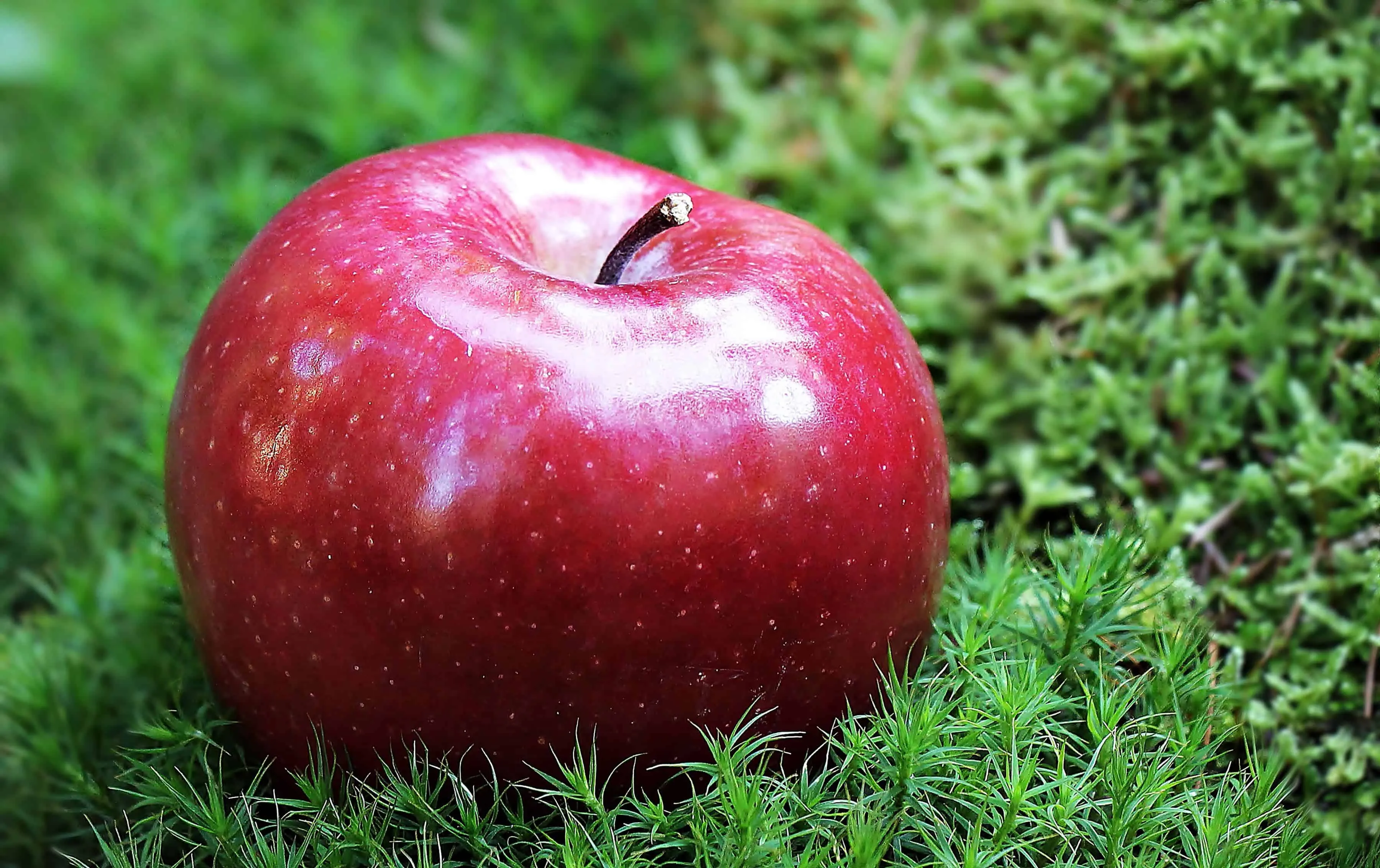 APPLE Interactive Worksheet – Edform