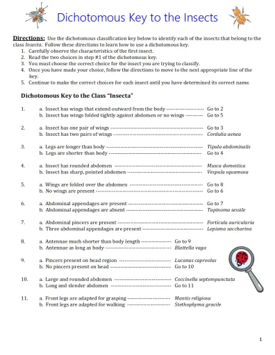 Dichotomous Key Insects Worksheet