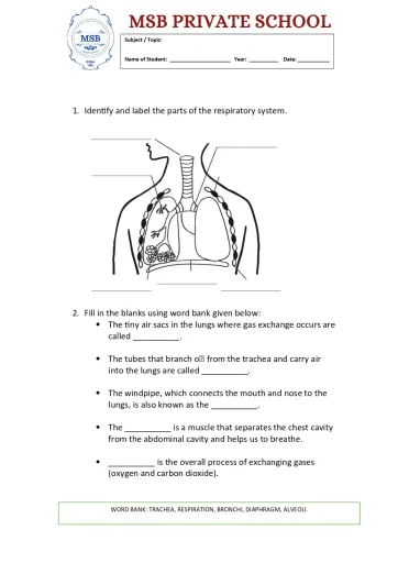 Respiratory System Worksheet With Word Bank