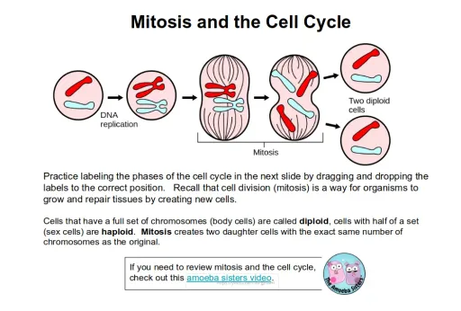 [Template] Mitosis (Drag and Drop) Labeling Interactive Worksheet – Edform