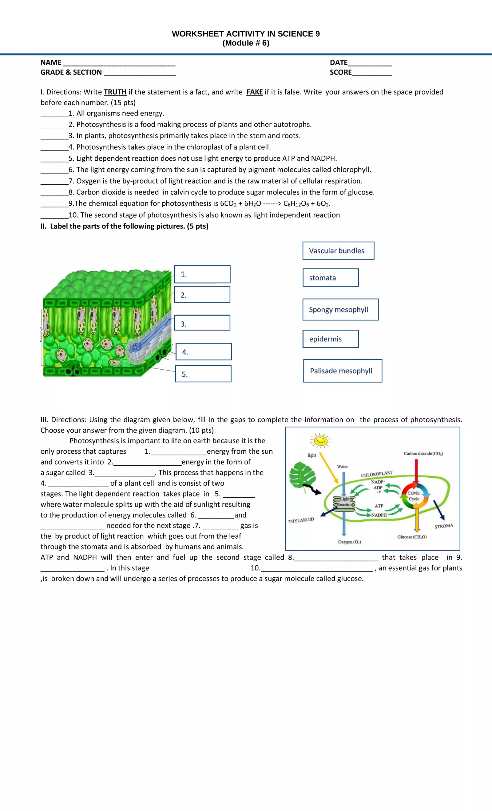 Photosynthesis Process Worksheet