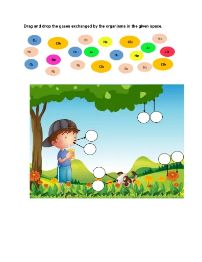 Gaseous exchange drag and drop Interactive Worksheet – Edform