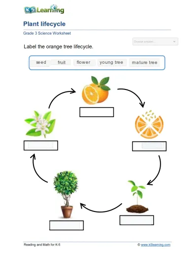 Worksheets For Grade 3 Science On Plants